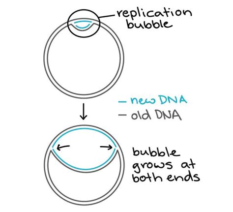 Replication Bubble Diagram