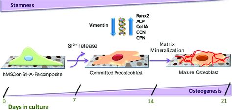 Schematic Representation Of The Microstructure And Strontium Release Download Scientific