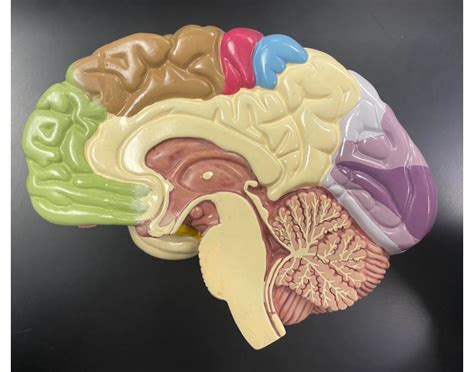 Brain Regions And Cortexes Sagittal View Quiz
