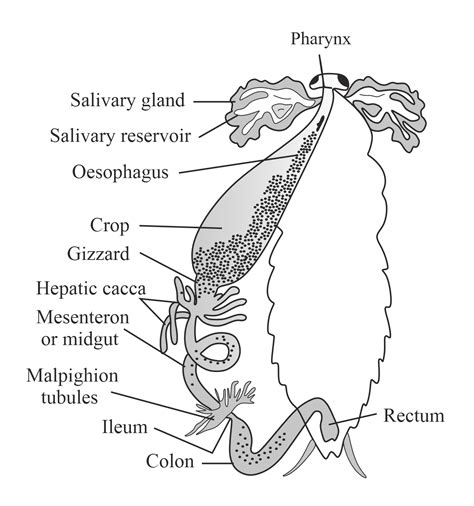 Cockroach Digestive System