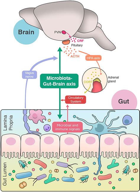 Pathways Of Communication Of The Microbiota Gut Brain Axis The Gut Download Scientific Diagram