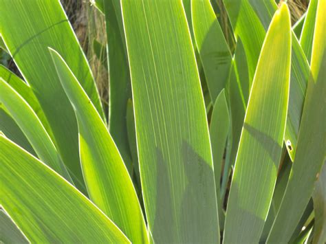 Shutterbugs Bliss 1961 Broad Leaved Grass” Shutterbugs Bliss