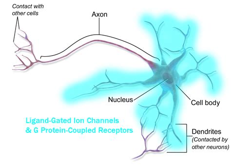 The Influence Of Neuronal Shape On The Electrical Properties Of The