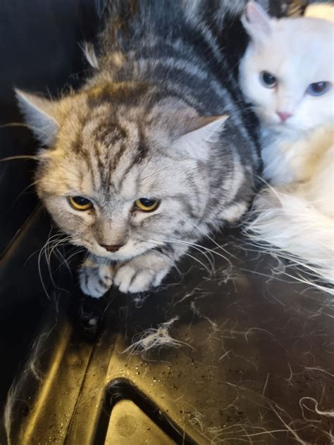 아메리칸숏헤어 까미 사모예드책임분양 스피츠책임분양 시바견책임분양 시베리안허스키책임분양 시츄책임분양 요크셔테리어책임분양 웰시코기책임분양 이탈리아그레이하운드책임분양 치와와책임