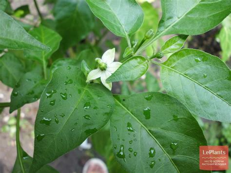 Перец кустарниковый (Capsicum frutescens) — описание, выращивание, фото ...