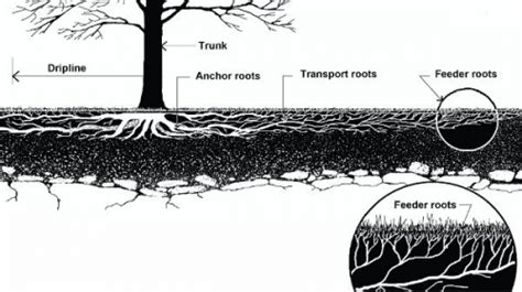 Tree Root Protection For Access Routes EcoGrid