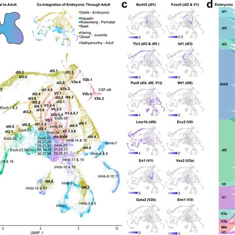 Co Integration Of Embryonic And Postnatal Through Adult Spinal Cord
