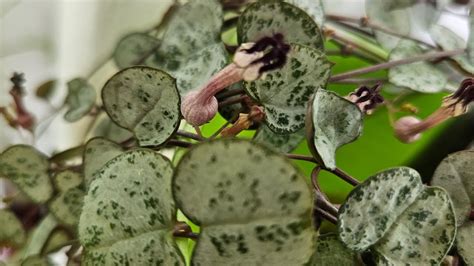 러브체인구근 30년 넘은 장수식물 하트덩굴감자 꽃오래도록 핍니다 ♡♡☆☆ Youtube