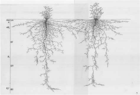 Forest Tree Root Systems To Build A Village In Haiti