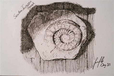 Fossil Sketch Day 313 By 89james89 On Deviantart Fossil Sketch Day 313 By 89james89 On Deviantart