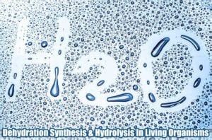 Dehydration Synthesis And Hydrolysis Types Reactions Roles