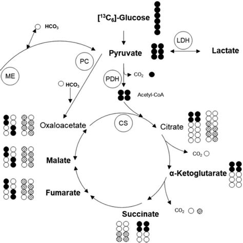 Ph Titration Curves Of Free Lactic Acid And Cr 3þ Lactic Acid In 1 Download Scientific