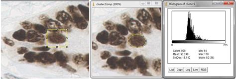 imagej 免疫组织化学（ihc）图像分析工具箱 下载地址 安装教程 使用教程 ihc toolbox csdn博客