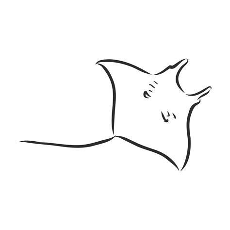 Stingray Vector Sketch 17050361 Vector Art At Vecteezy