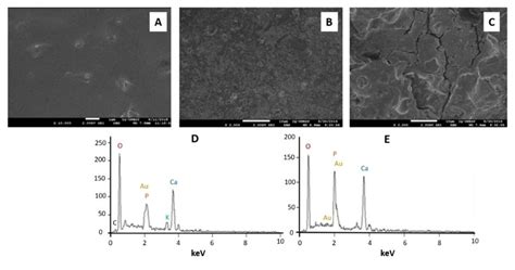 sem micrographs of the surface membranes a nrl m b cpp m and c