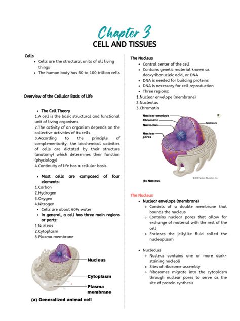 Chapter 2 Cell Pdf Endoplasmic Reticulum Cell Membrane