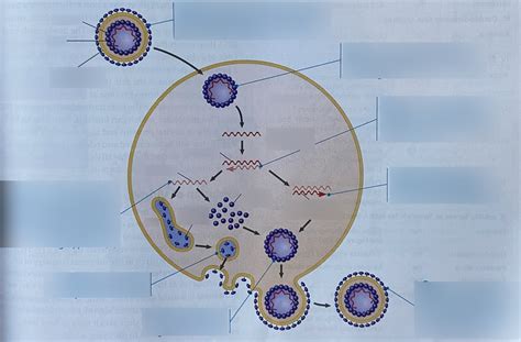 What Is Enveloped Rna Virus At Brianna Macmahon Blog
