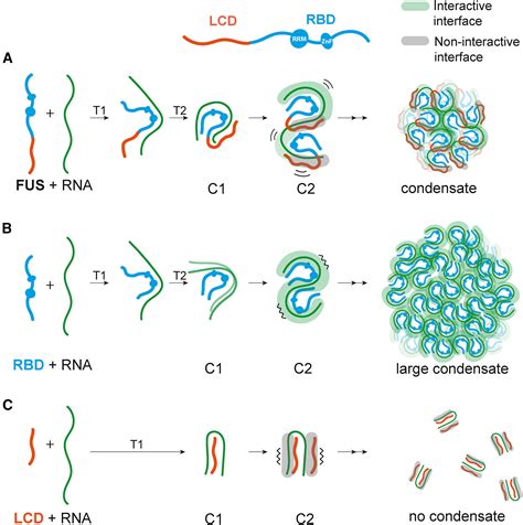 The Roles Of Fus Rna Binding Domain And Low Complexity Domain In Rna