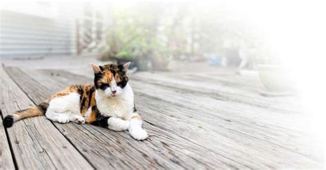 Hyperthyroid Cats Diagnostics Treatment Options Palliative Care And Financial Considerations Hyperthyroid Cats Diagnostics Treatment Options Palliative Care And Financial Considerations