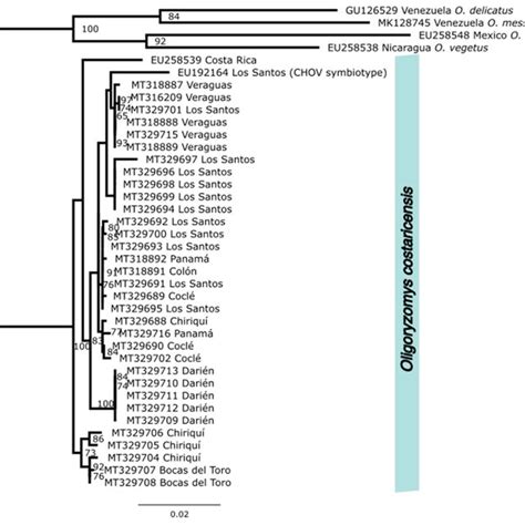 maximum likelihood tree of mitochondrial cytochrome b sequences for 34