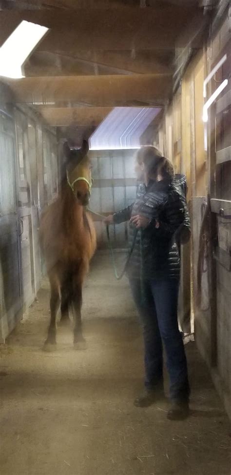 hiccup and her new west coast wild to mild mustang store