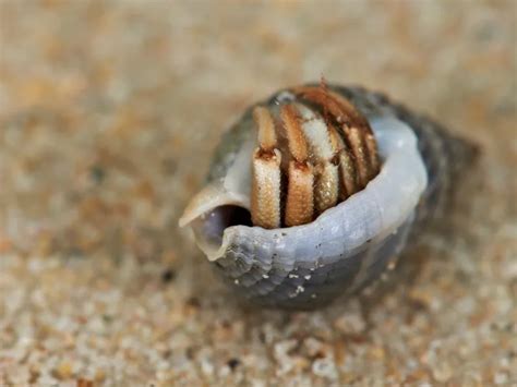 Hermit Crab Anatomy External And Internal Organs Vivo Pets