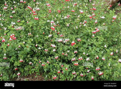 Salvia Hotlips Red Hi Res Stock Photography And Images Alamy