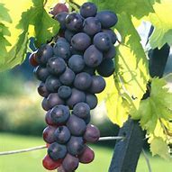 grapes Object Detection Dataset by fruit detection