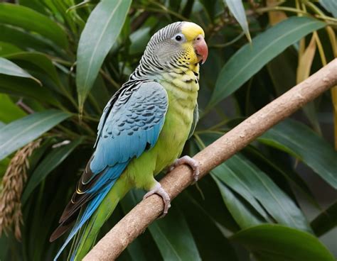 Parakeet Egg Laying A Complete Guide For Worried Owners