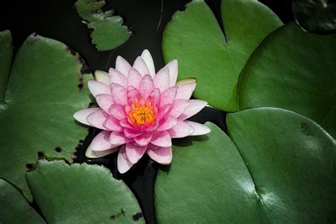 數位照片的奧秘 文以載道，寧靜以致遠