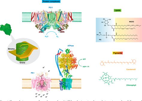 Figure 1 From Mimicking Photosynthesis With Electrode Supported Lipid Nanoassemblies Semantic