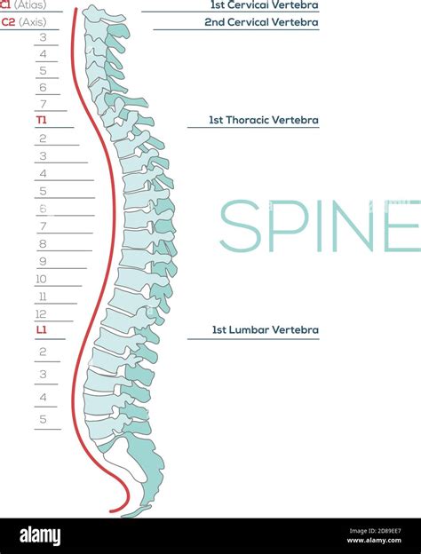 Vector Medical Illustration Of The Spine Diagram Of The Human Spinal