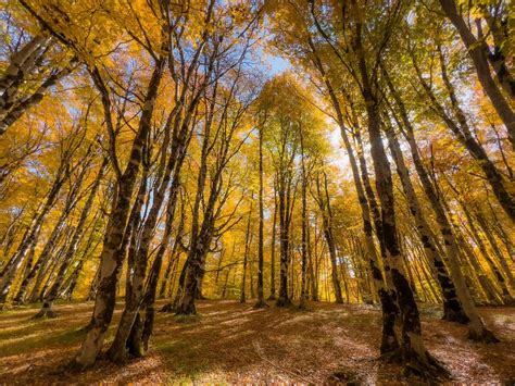 საბადურის შემოდგომის ტყე Kalaki Ge ს ფოტოგრაფის ობიექტივში Kalaki Ge