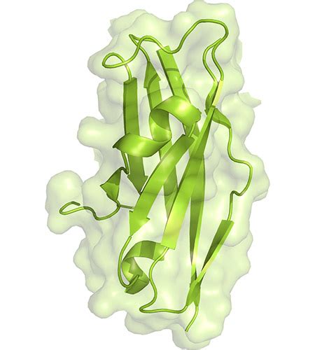 Pd L2 Protein Engineering And Drug Discovery