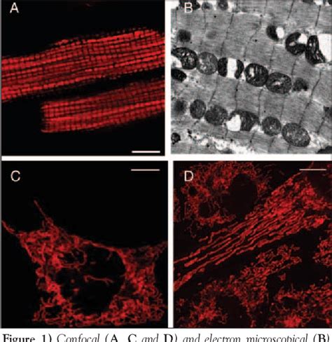 Figure 1 From Structure Function Relationships In The Regulation Of Energy Transfer Between