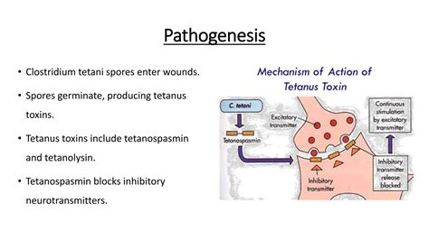 Tetanus Pathogenesis Epidemiology And Management Pptx