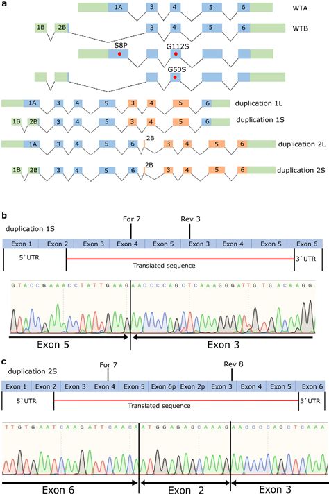 Figure 1 From Modulating Effects Of Fgf12 Variants On Nav1 2 And Nav1 6