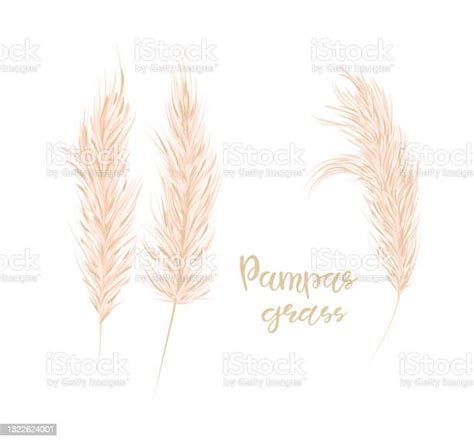 팜파스 잔디 세트 흰색 배경에 꽃 장식 잔디 깃털 꽃 머리 깃털 꽃 꽂이에 사용 장식 디스플레이 벡터 그림입니다 민속 음악에 대한 스톡 벡터 아트 및 기타 이미지 Istock