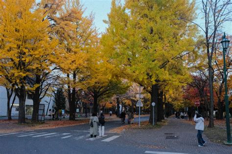 가을 삿포로 여행 음식 여행 에펨코리아