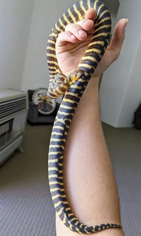 Woman Python Aspidites Ramsayi Reptiles And Amphibians Reptiles