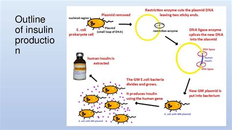Genetic Modification Enzymes For Making Insulin Using Gmo Li