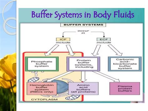 Biological Buffer Pptx