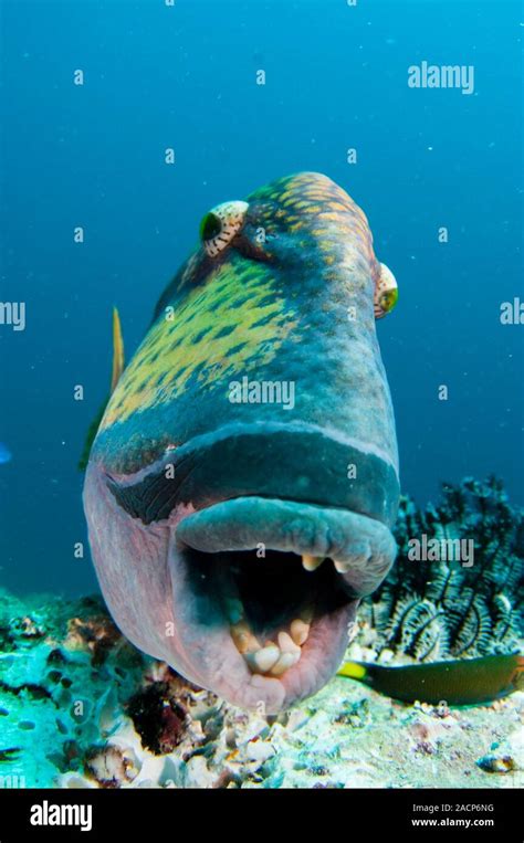 A Titan Triggerfish Balistoides Viridescens Collected Rocks To Build