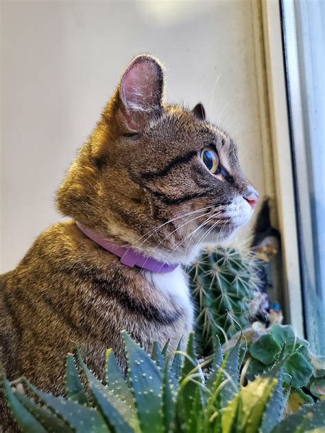 мой пятничный кот (ос) : r/Pikabu