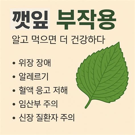 깻잎 부작용 알고 먹으면 더 건강하다 ⚠️🍃 섭취 전 꼭 알아야 할 정보