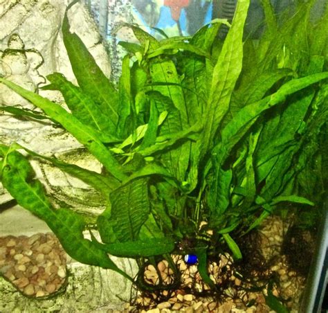 Java Fern Aquarists Guide On Caring Planting Growing And Propagation Java Fern Aquarists Guide On Caring Planting Growing And Propagation