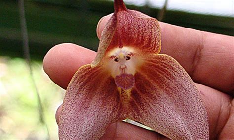 বাঁদরের মুখের মত দেখতে খুব চেনা ফলের মত গন্ধ চেনেন এই আশ্চর্য ফুলকে