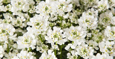 Iberis sempervirens 'Whiteout' op vasteplant.be