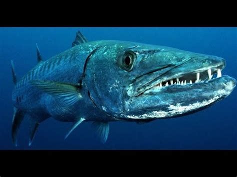 Facts The Great Barracuda Youtube