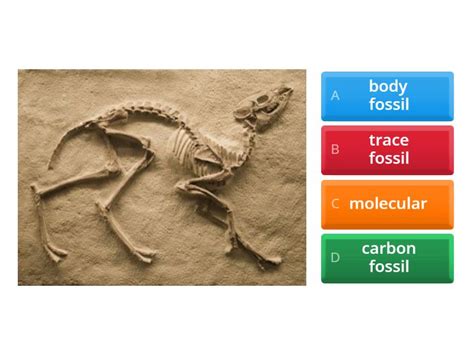 Kinds Of Fossils Quiz